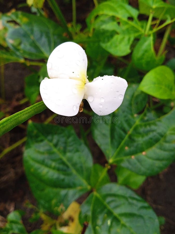 Pea leaf flower stock photo. Image of green, white, leaf - 377468544