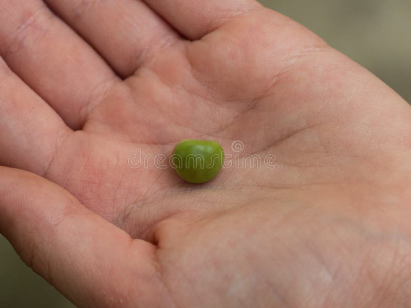 The Pea Lies on the Palm of the Hand. Stock Image - Image of green ...