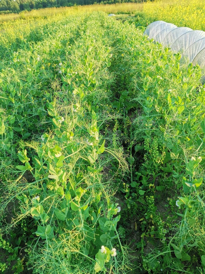 Pea Nut Crop Grass Farm Stock Photos - Free & Royalty-Free Stock Photos ...