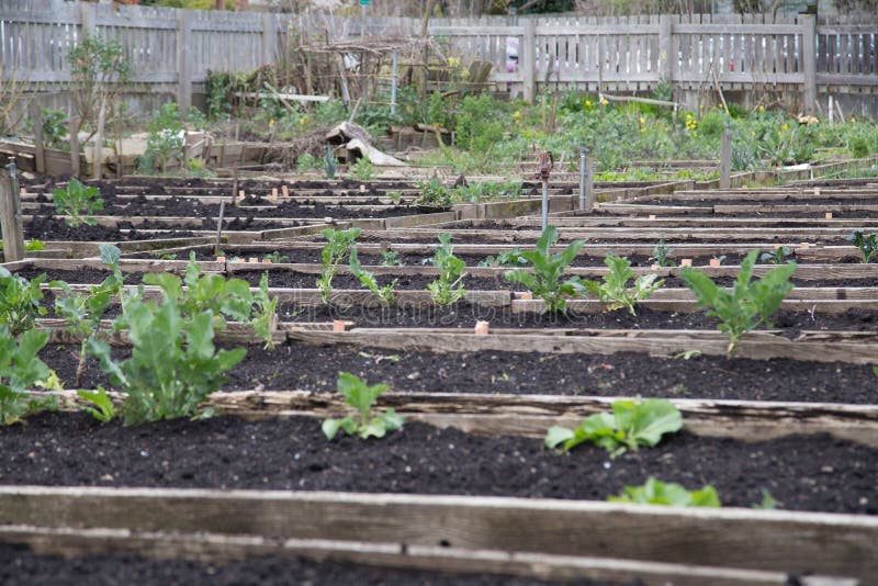 Pea Patch raised beds stock photo. Image of greens, allotment - 69164426