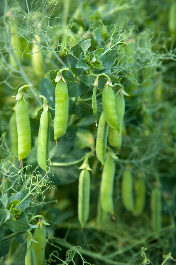 Pea Plant stock image. Image of gardening, bean, backgrounds - 20128971