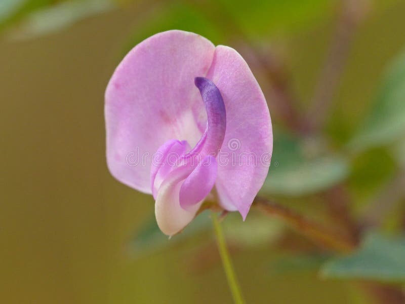 Pea Plant Flower stock image. Image of background, purple - 164942365