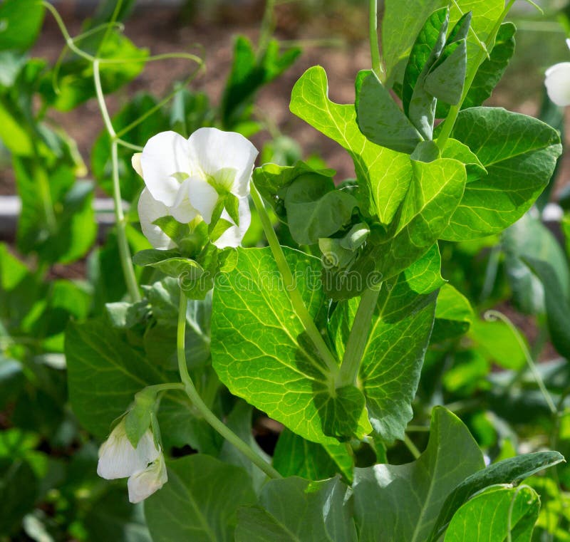 Pea plant flower stock photo. Image of botany, bloom - 159556010