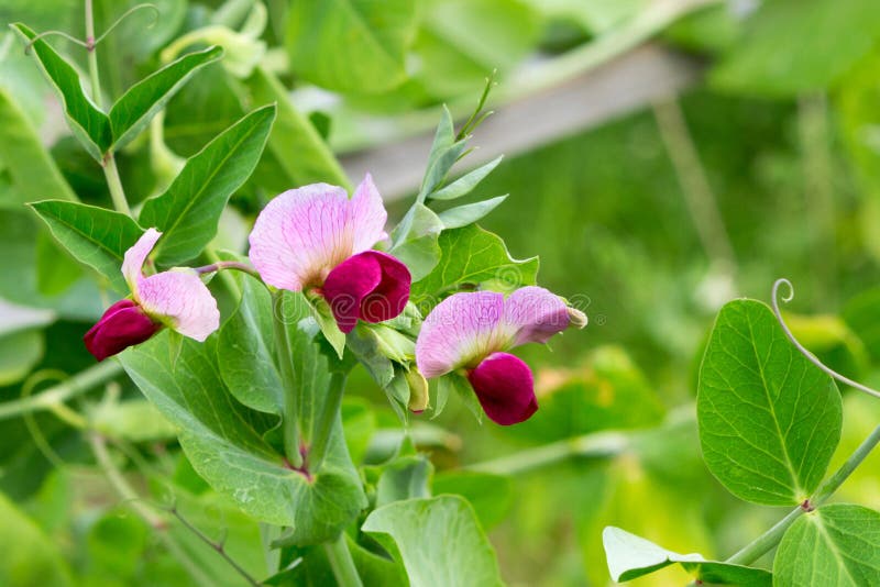 Pea plant flower stock photo. Image of botany, bloom - 159556010