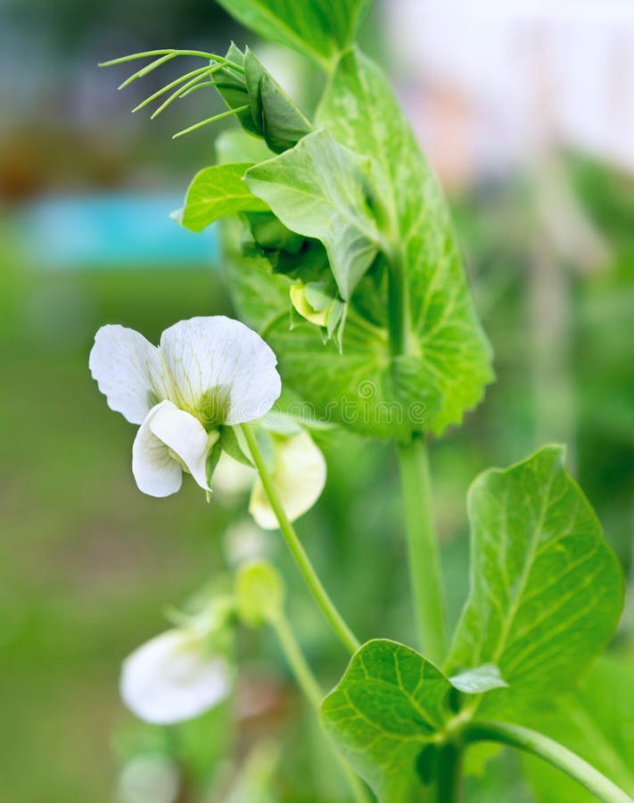 Pea plant flower stock image. Image of agriculture, growth - 191320001