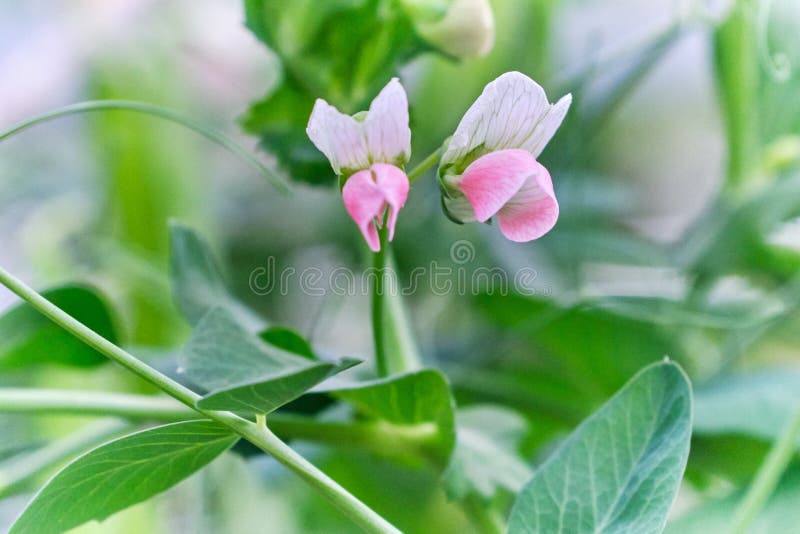 Pea plant flower stock photo. Image of field, food, floral - 241846712