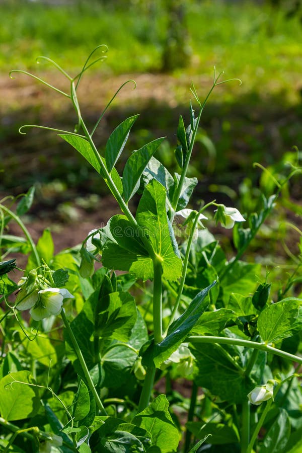 Pea Plant Flower. Green Pea Plants in Sunlight Stock Image - Image of ...