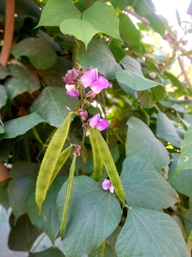 Pea plant flowers stock image. Image of plants, flowers - 337453523