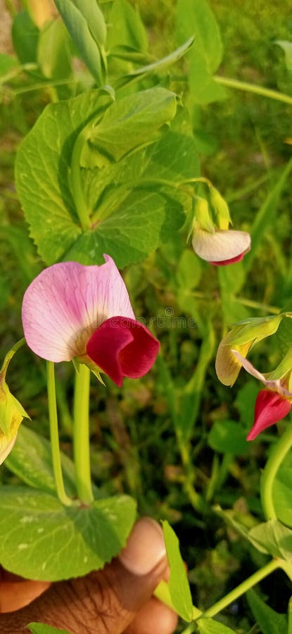 Pea plant stock image. Image of nature, petal, meadow - 182100589