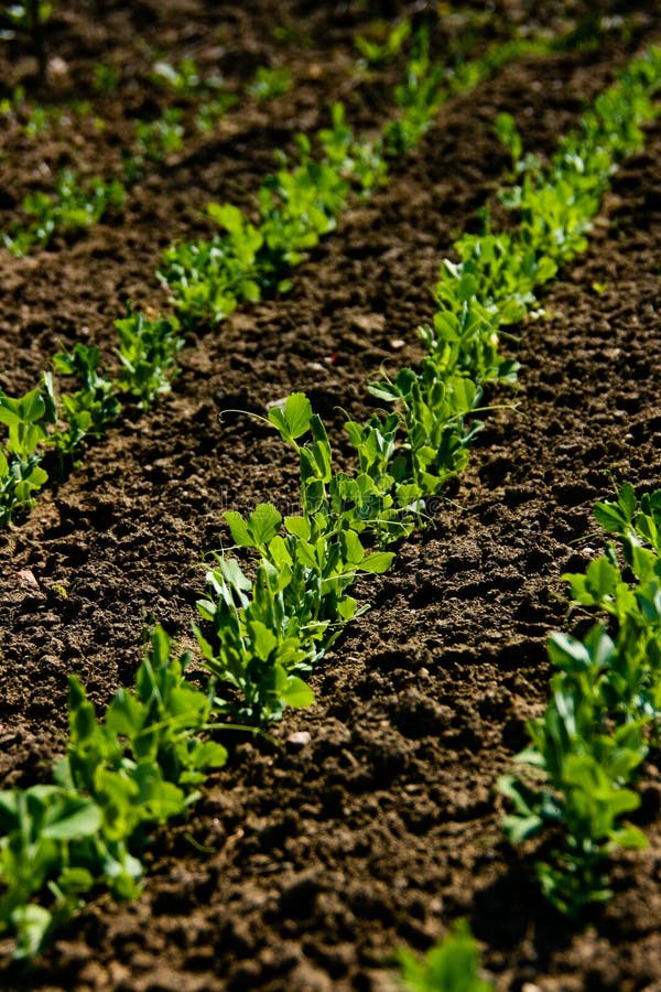 Pea plant seedling stock image. Image of farm, clods - 18995161