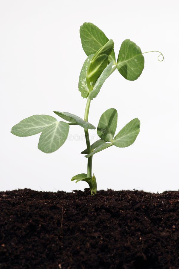 Pea Plant Sprout on White Background Stock Image - Image of germinate ...