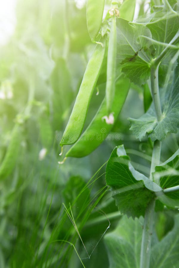 Pea plant and sun rays stock image. Image of ripe, fresh - 43464829