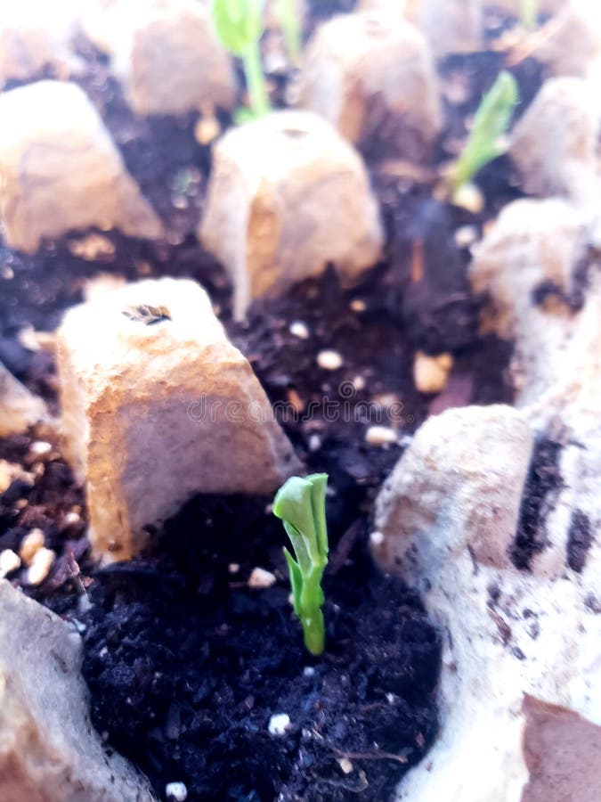 Pea Plant Sweet Start Indoors Stock Image - Image of sweet, start ...