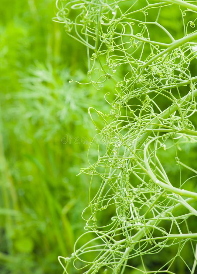 Pea plants with tendrils stock photo. Image of nature - 18168100