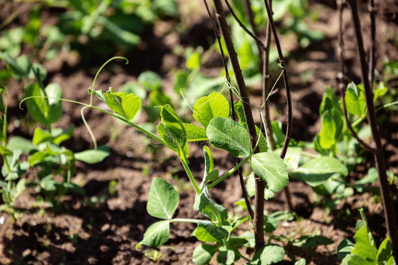 Pea plants stock photo. Image of fresh, horticulture - 239737260