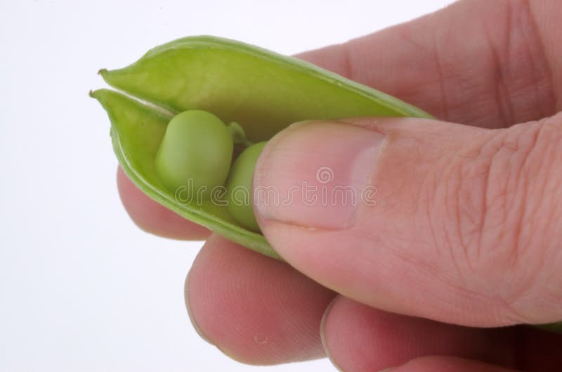 Pea pod stock photo. Image of fingers, cook, vegetable - 1042098