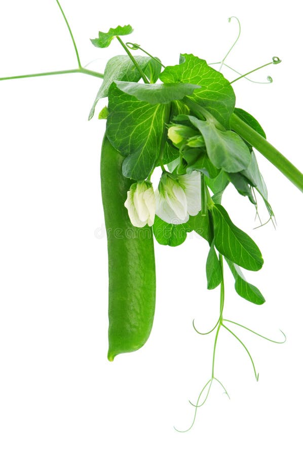 Pod Picture. Image: 467396