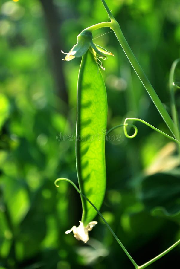 Herbs stock photo. Image of vertical, food, freshness - 12347348