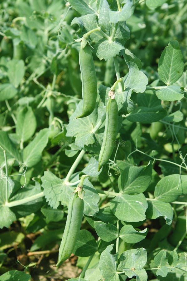 Pea pod stock image. Image of food, garden, vegetable - 4783197