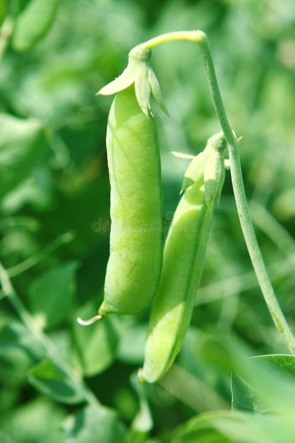 Pea pod stock photo. Image of life, ingredient, vegetable - 4783710