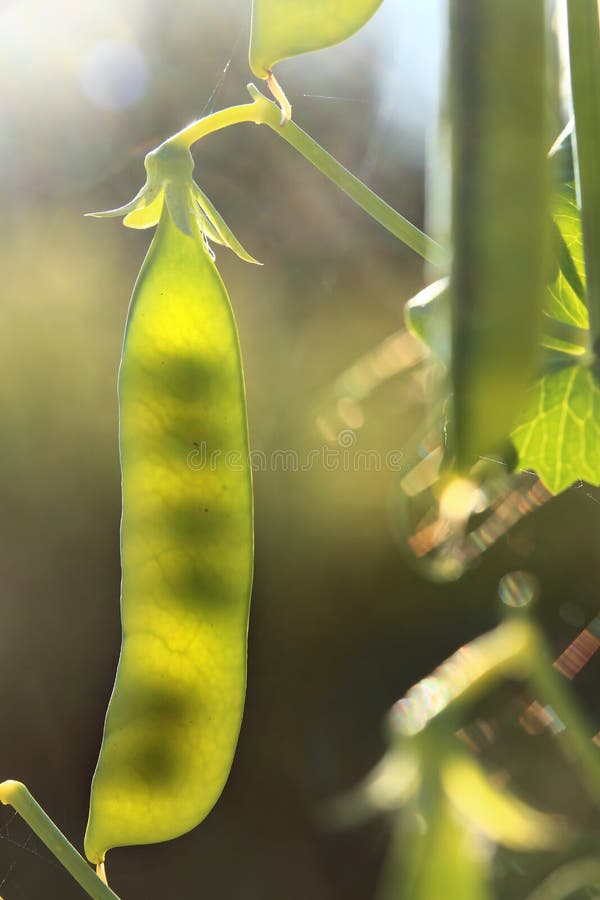 Pea Pod in Backlight with Individual Peas Visible Stock Image - Image ...