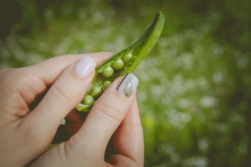 Pea Pod in the Hands of a Girl, Close-up Stock Photo - Image of diet ...