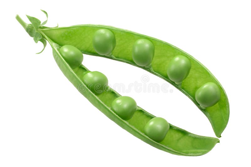 Pea pod p. sativum, paths stock image. Image of opened - 173208255