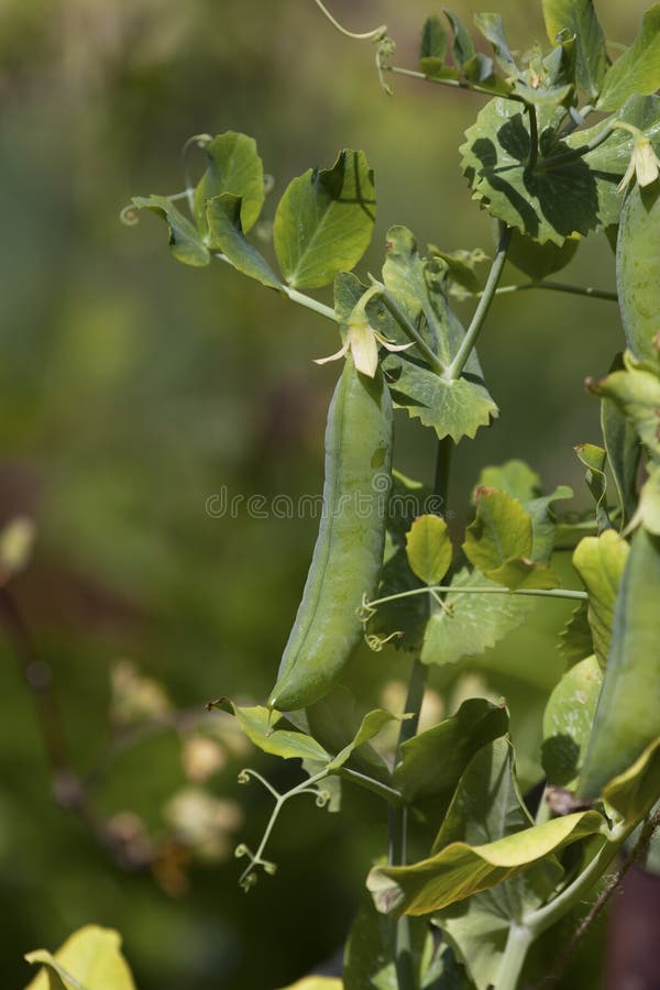 Pea pod. stock image. Image of wonderful, peas, leaves - 42910973