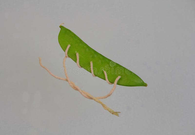 String seed pods on a tree stock image. Image of green - 12163899