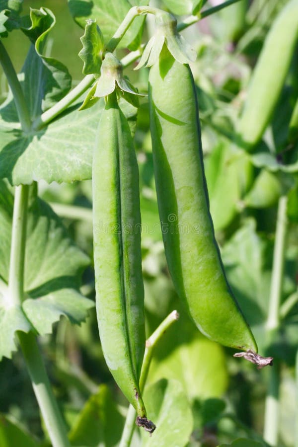 Chickpea Plant stock image. Image of north, green, prairie - 367873