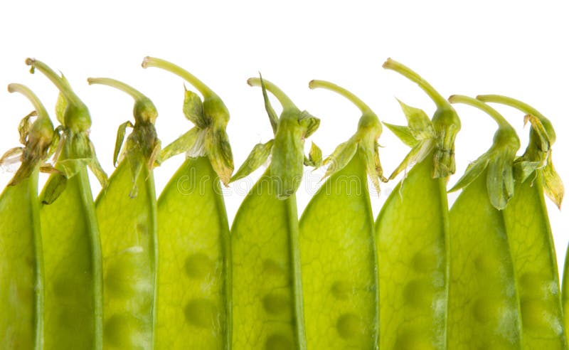 Pea Pods stock photo. Image of green, bunch, organic - 21564738