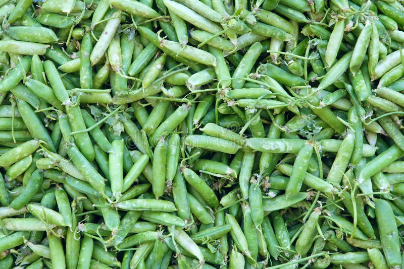 Pea pods stock image. Image of greenstuffs, aliment, greenstuff - 29573507