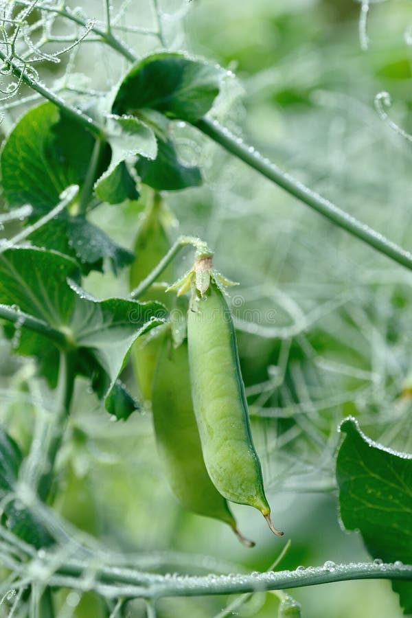 Pea pods close up. stock photo. Image of pods, silhouette - 43700616