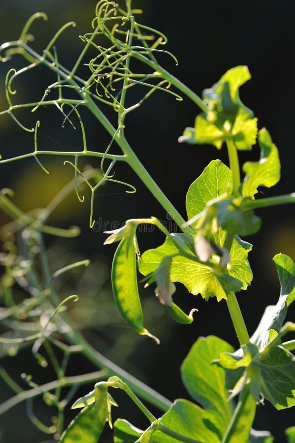 Pea pods close up. stock photo. Image of pods, silhouette - 43700616