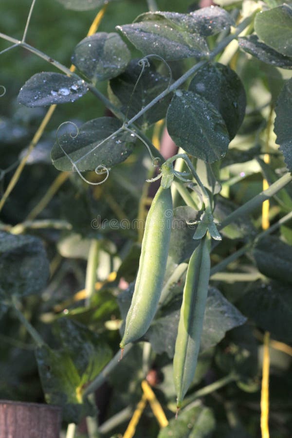 Pea pods one stock image. Image of harvest, agriculture - 157977119
