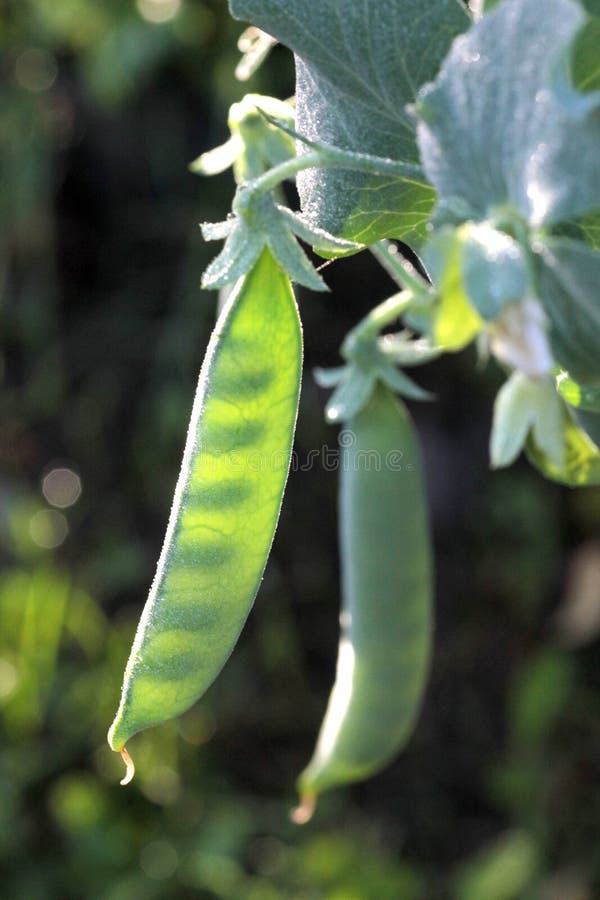 Pea pods two stock image. Image of natural, organic - 157977151