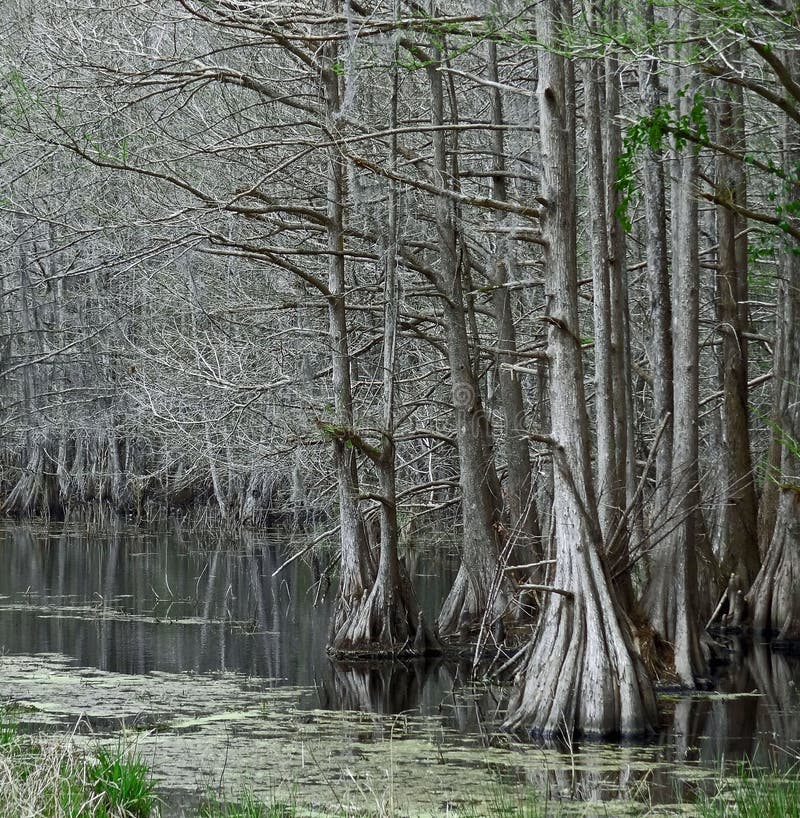 Pea River Swamp, Alabama stock image. Image of murky - 31508389