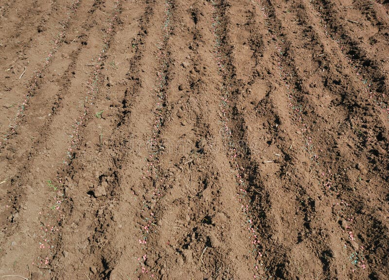 Pea seed and fertilizer stock photo. Image of grow, industry - 8772244