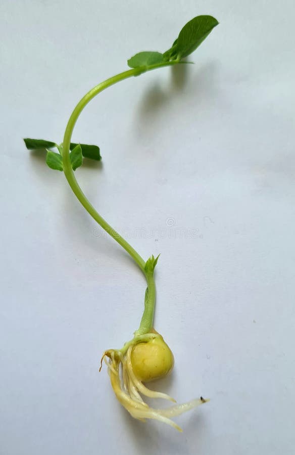 Pea Seed Sprout Isolated Grown at Home Stock Image - Image of fresh ...