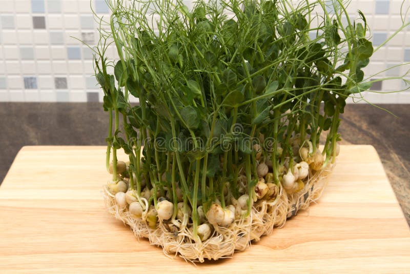 Pea shoots stock image. Image of boardn, food, sprouts - 132848687