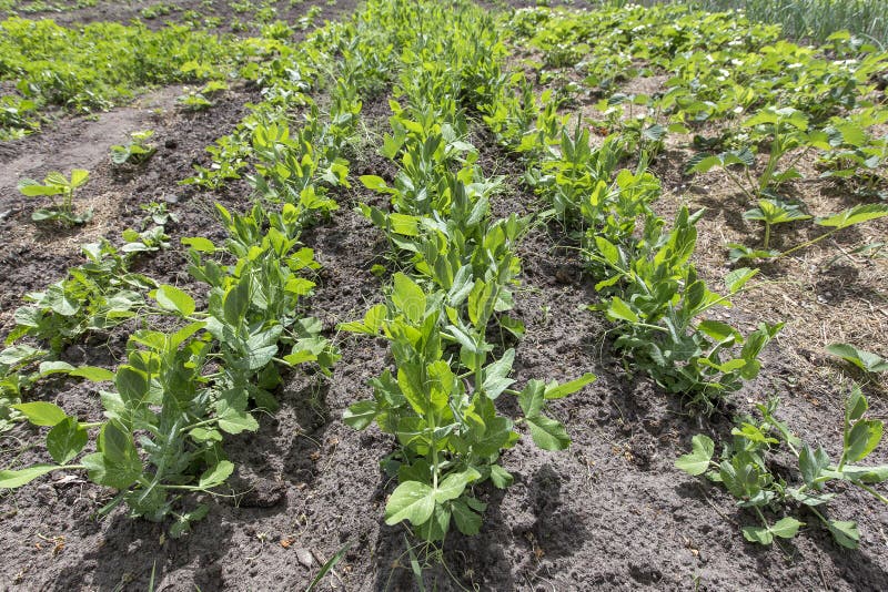Pea shoots stock photo. Image of fresh, produce, nature - 87873068