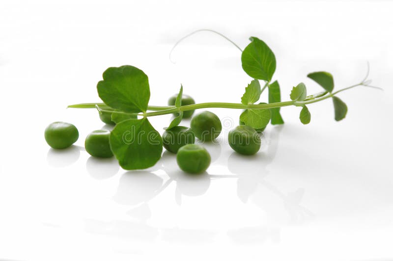 Pea sprout stock image. Image of beginning, peas, spade - 17534223