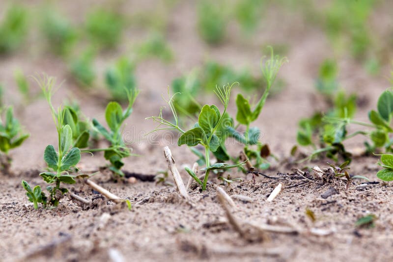 Pea sprout in the spring stock image. Image of gardening - 69026145
