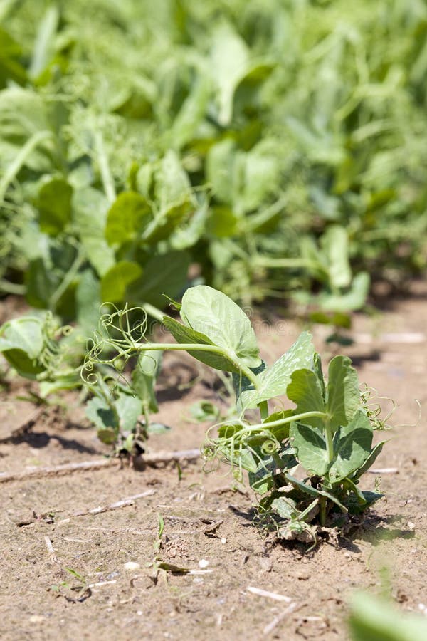 Pea sprout in the spring stock photo. Image of agricultural - 69063828