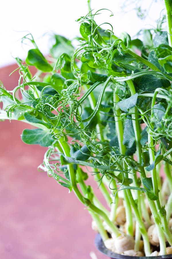 Pea sprouts stock image. Image of growing, healthy, delicate - 18295219