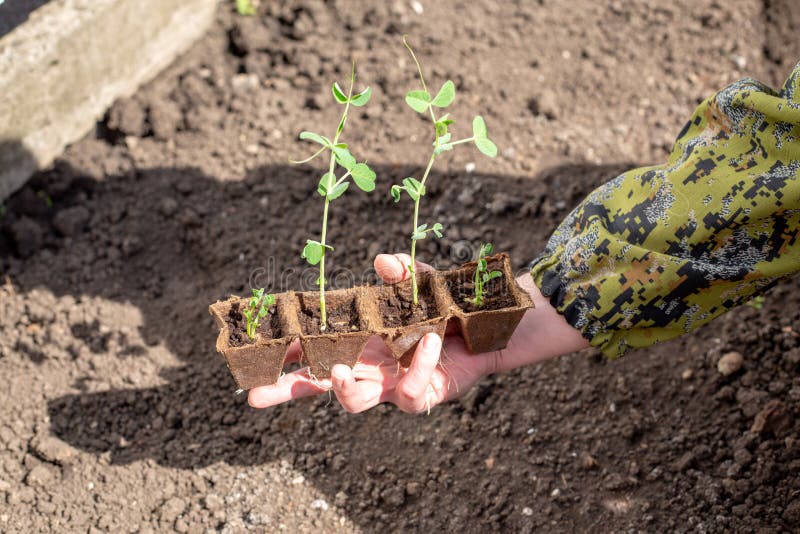 Pea Sprouts in Boxes and in the Hand of a Young Guy. Stock Photo ...