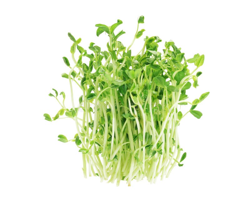 Pea Sprouts stock image. Image of vegetarian, leaf, organic - 33931999