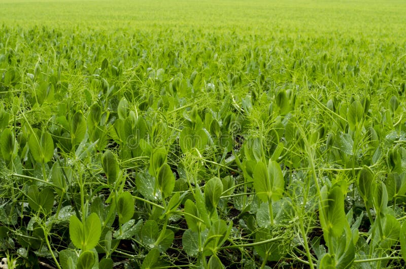 Pea sprouts stock image. Image of natural, agriculture - 93888097