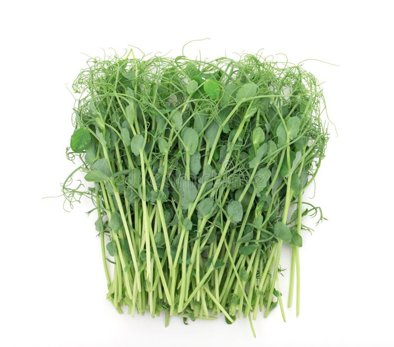 Pea sprouts stock image. Image of gourmet, organic, fresh - 262891319