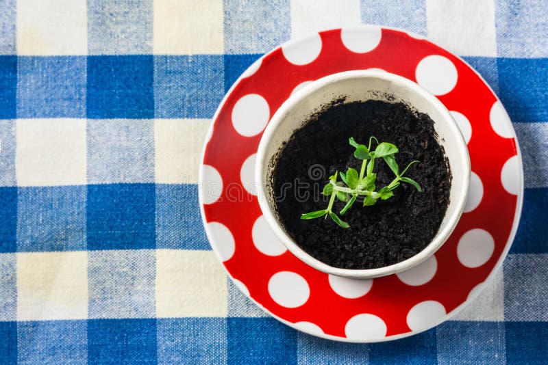 Pea Sprouts Grow in a Coffee Paper Cup. Flat Lay Stock Image - Image of ...